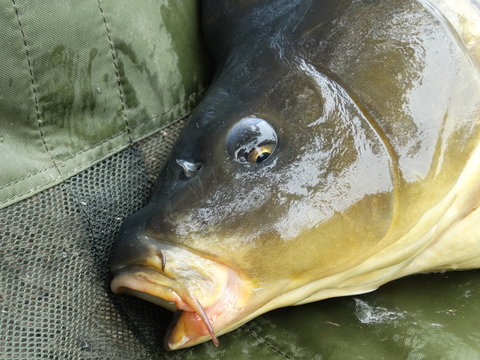 Karp - Images et vidéos libres de droits | Adobe Stock