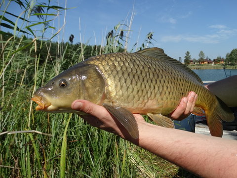 Karp Images – Browse 916 Stock Photos, Vectors, and Video | Adobe Stock