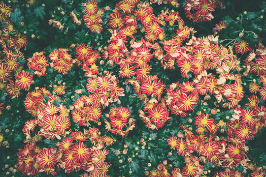 Benjamas Images – Browse 21 Stock Photos, Vectors, and Video | Adobe Stock