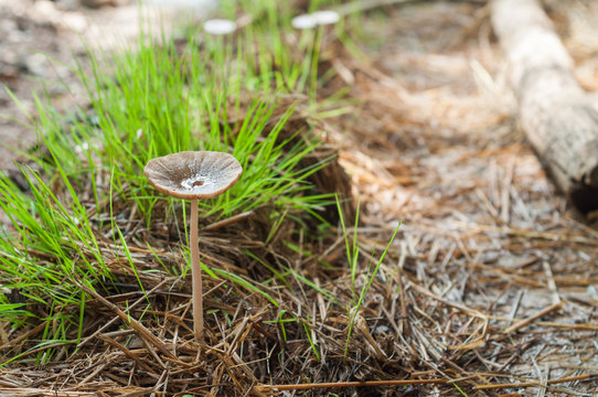 Fungai bilder – Bläddra bland 53 stockfoton, vektorer och videor ...