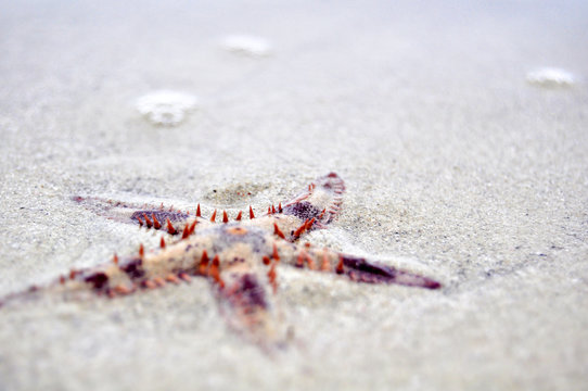 Astropecten Images – Browse 54 Stock Photos, Vectors, and Video | Adobe ...