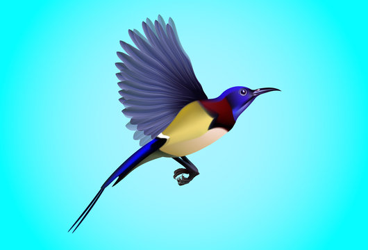「Sunbird」の画像 - 8,602 件の Stock 写真、ベクターおよびビデオ | Adobe Stock