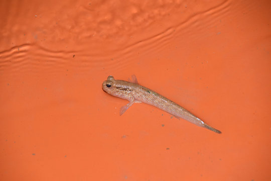 Afbeeldingen over "Walking Fish" – Blader in stockfoto's, vectoren en ...