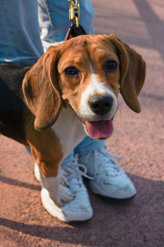 「Bigol」の写真素材 | 31件の無料イラスト画像 | Adobe Stock