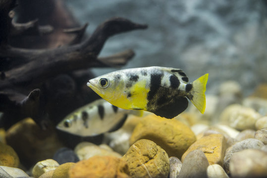 รูปภาพArcher-Fish – เลือกดูภาพถ่ายสต็อก เวกเตอร์ และวิดีโอ414 | Adobe Stock