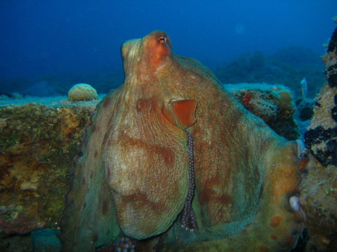 Sepien bilder – Bläddra bland 217 stockfoton, vektorer och videor ...