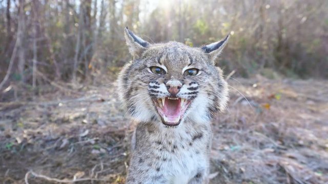 Bobcat Images – Browse 73,526 Stock Photos, Vectors, and Video | Adobe ...