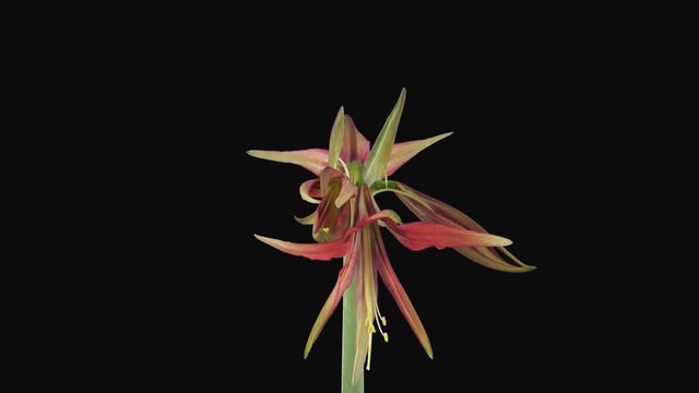 Cybister Images – Browse 153 Stock Photos, Vectors, and Video | Adobe Stock