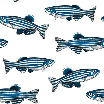 รูปภาพZebrafish – เลือกดูภาพถ่ายสต็อก เวกเตอร์ และวิดีโอ1,500 | Adobe Stock