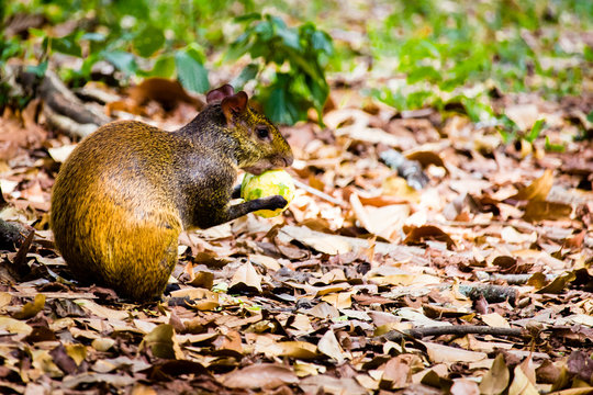 Cutia Images – Browse 60 Stock Photos, Vectors, and Video | Adobe Stock