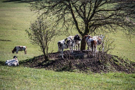 Hühe Bilder – Durchsuchen 11 Archivfotos, Vektorgrafiken und Videos ...