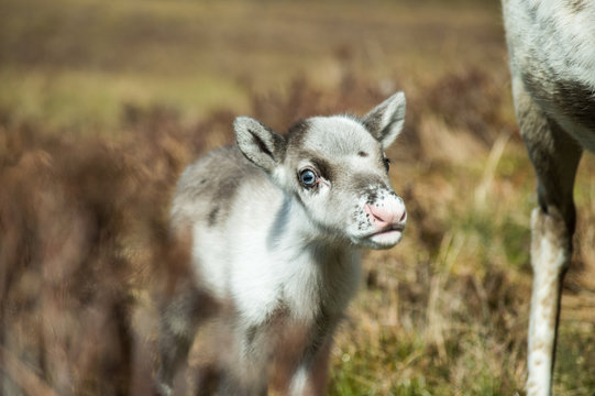Cute Baby Caribou