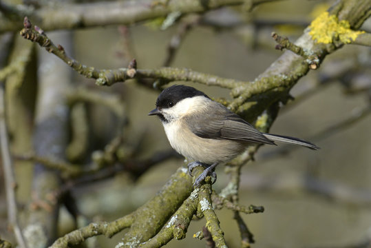 Matkop Bilder – Durchsuchen 62 Archivfotos, Vektorgrafiken und Videos ...