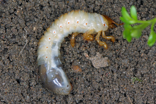 รูปภาพDoodlebug – เลือกดูภาพถ่ายสต็อก เวกเตอร์ และวิดีโอ1,665 | Adobe Stock