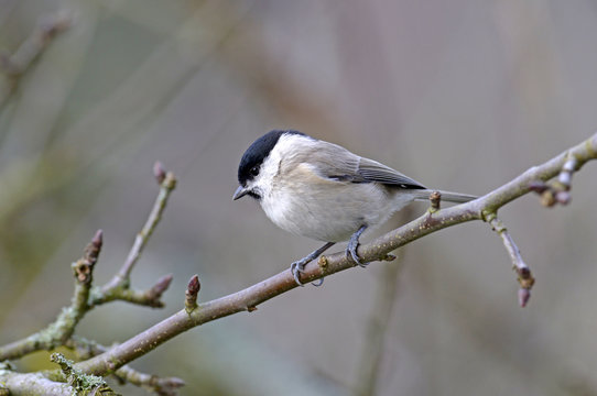 Matkop Images – Browse 61 Stock Photos, Vectors, and Video | Adobe Stock