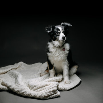 "Mini Australian Shepherd" Images – Browse 724 Stock Photos, Vectors ...