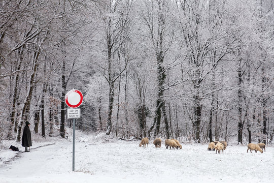 Schafhirt bilder – Bläddra bland 58 stockfoton, vektorer och videor ...