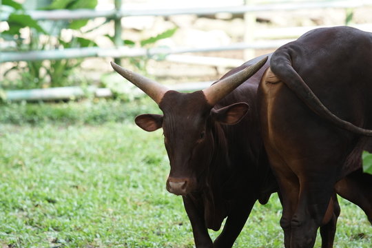 Ankoli Images – Browse 39 Stock Photos, Vectors, and Video | Adobe Stock