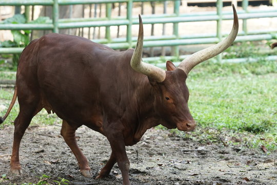 Ankoli Images – Browse 38 Stock Photos, Vectors, and Video | Adobe Stock