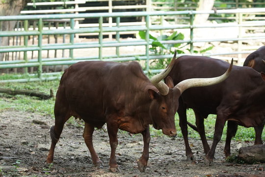 Ankoli Images – Browse 39 Stock Photos, Vectors, and Video | Adobe Stock