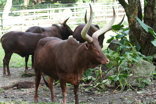 Ankoli Images – Browse 39 Stock Photos, Vectors, and Video | Adobe Stock