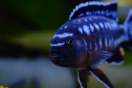 Cichlid 이미지 – 찾아보기 19,144 스톡 사진, 벡터 및 비디오 | Adobe Stock