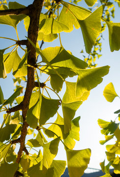 รูปภาพGinkgoales – เลือกดูภาพถ่ายสต็อก เวกเตอร์ และวิดีโอ611 | Adobe Stock