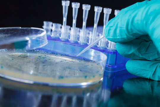 Microbal Bilder – Durchsuchen 81 Archivfotos, Vektorgrafiken und Videos ...