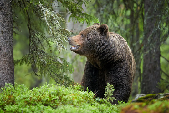 "Bear In Forest" Images – Browse 579 Stock Photos, Vectors, and Video ...