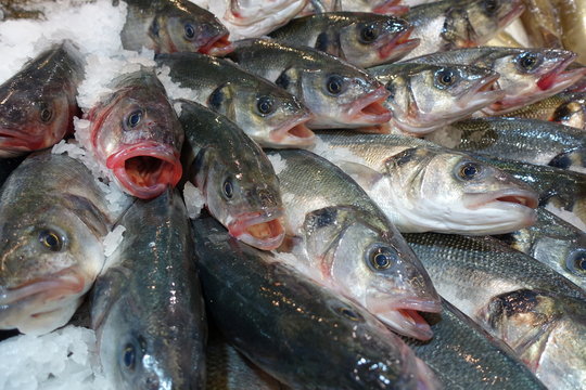 Merluchon Images – Browse 58 Stock Photos, Vectors, and Video | Adobe Stock