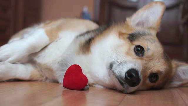 Happy Dog Heart Images – Browse 36,052 Stock Photos, Vectors, and Video ...