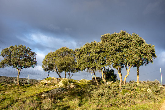 Chaparros Images – Browse 12 Stock Photos, Vectors, and Video | Adobe Stock