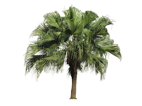 "Chinese Fan Palm" Images – Browse 406 Stock Photos, Vectors, and Video ...