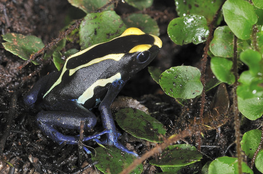 Dendrobate Images – Browse 2,670 Stock Photos, Vectors, and Video ...