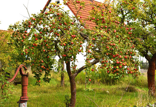 Apfelecke Bilder – Durchsuchen 3,724 Archivfotos, Vektorgrafiken und ...