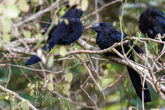 Imágenes de Matacaballos: descubre bancos de fotos, ilustraciones ...