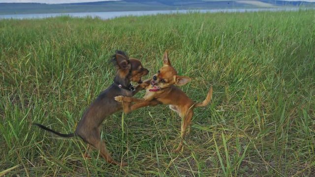 Roughhousing Images – Browse 598 Stock Photos, Vectors, and Video ...