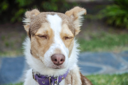 Ocico Bilder – Durchsuchen 66 Archivfotos, Vektorgrafiken und Videos ...