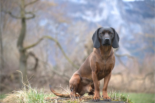 Jagdhund bilder – Bläddra bland 14,649 stockfoton, vektorer och videor ...