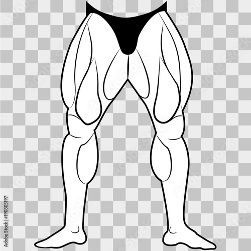 "Vector image lower body man. The muscles of the legs on a transparent ...