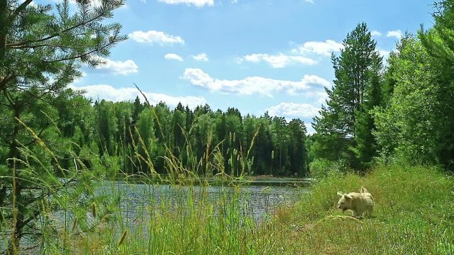 Humid Continental Vegetation