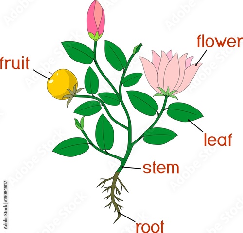 "Parts of plant. Morphology of flowering plant with root system ...