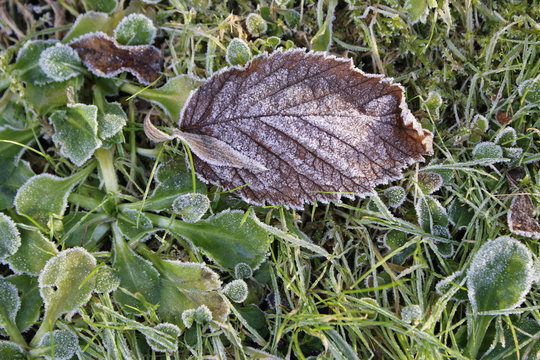 รูปภาพForzen – เลือกดูภาพถ่ายสต็อก เวกเตอร์ และวิดีโอ824 | Adobe Stock