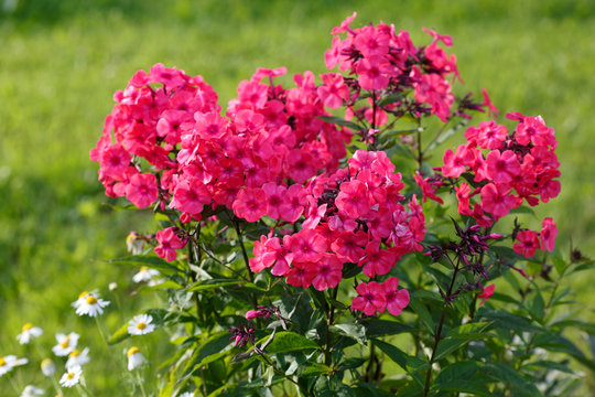 Flox Bilder – Durchsuchen 569 Archivfotos, Vektorgrafiken und Videos ...