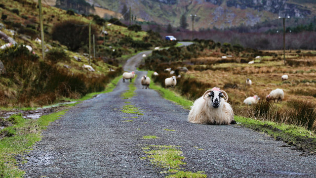 Sheeep Images – Browse 49 Stock Photos, Vectors, and Video | Adobe Stock