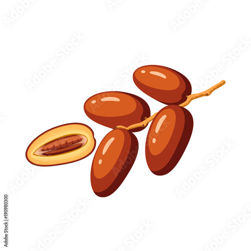 "Summer tropical fruits for healthy lifestyle. Branch of dates. Vector ...