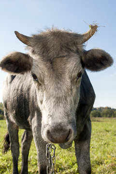 "Blue Cow" Images – Browse 104 Stock Photos, Vectors, and Video | Adobe ...