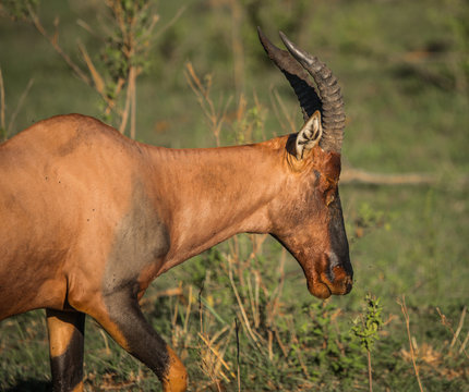 "Common Tsessebe" Images – Browse 1,190 Stock Photos, Vectors, and ...