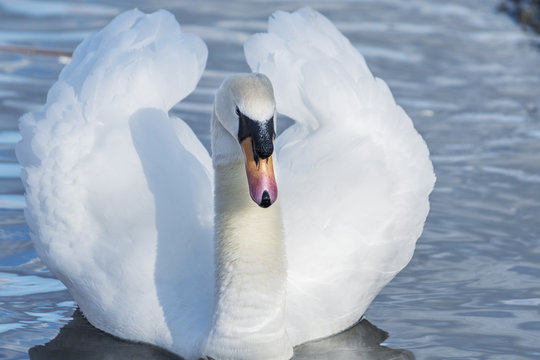 Wild-Animals bilder – Bläddra bland 283 stockfoton, vektorer och videor ...