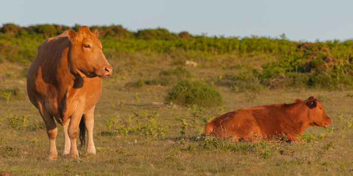 "Red Poll" Images – Browse 272 Stock Photos, Vectors, and Video | Adobe ...